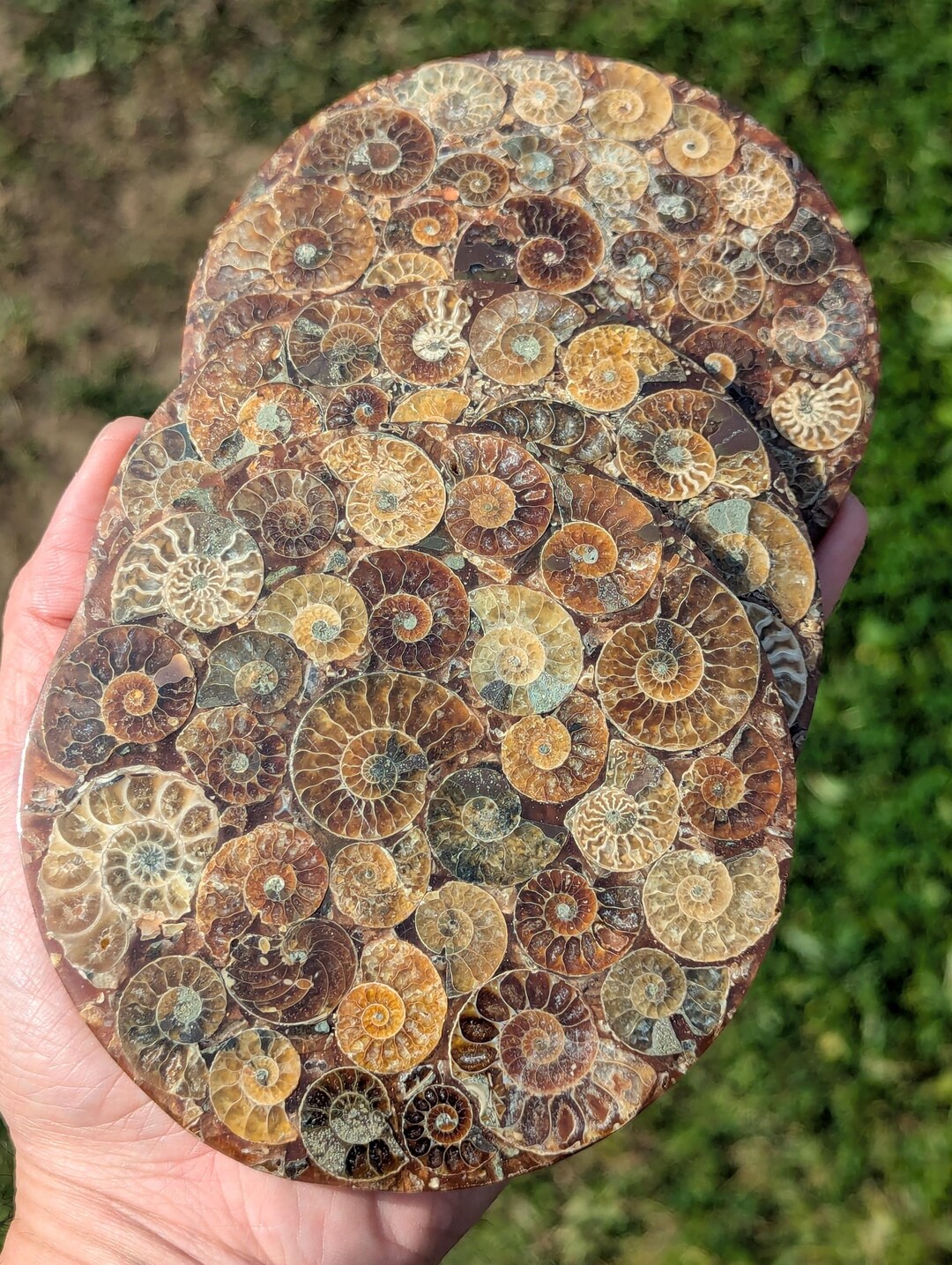 Natural Ammonite Fossil Shell, Ammonite Disc Fossil, Home Decor ...