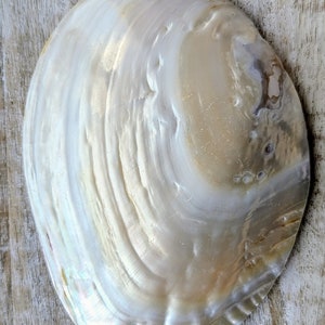 Natural Mother of Pearl Shell Dish With Real Iridescent Blister Pearls ...