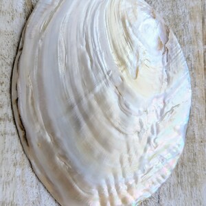 Natural Mother of Pearl Shell Dish With Real Iridescent Blister Pearls ...