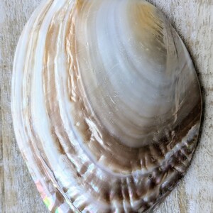Natural Mother of Pearl Shell Dish With Real Iridescent Blister Pearls ...