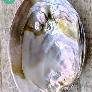 Natural Mother of Pearl Shell Dish With Real Iridescent Blister Pearls ...