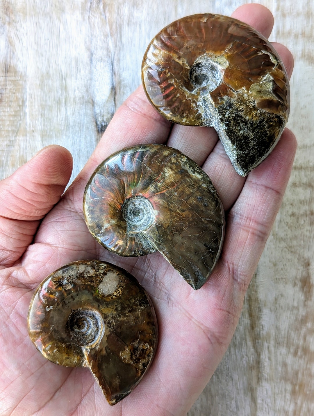 Medium Size Raw Ammonite Fossil Rainbow, Iridescent Ammonite Specimen ...