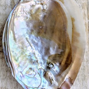 Natural Mother of Pearl Shell Dish With Real Iridescent Blister Pearls ...
