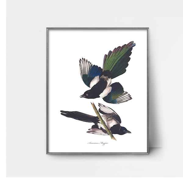 Flying Magpie Print - Etsy
