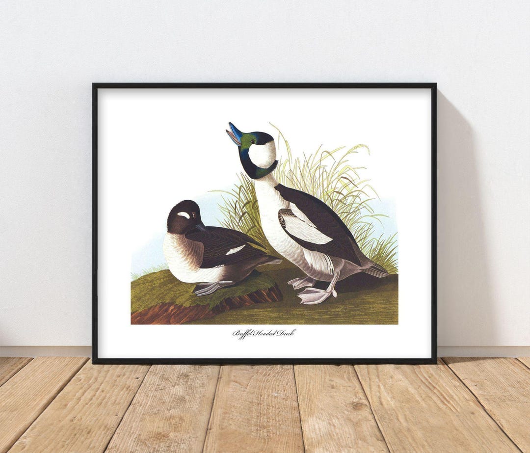 Audubon Bufflehead Duck Print: Vintage Bird Painting - Etsy