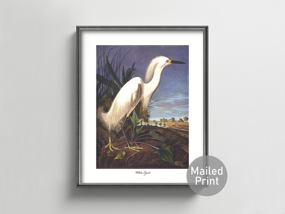 Moonlit White Egret, Vintage Audubon Art Print Beach Marsh Decor - Etsy