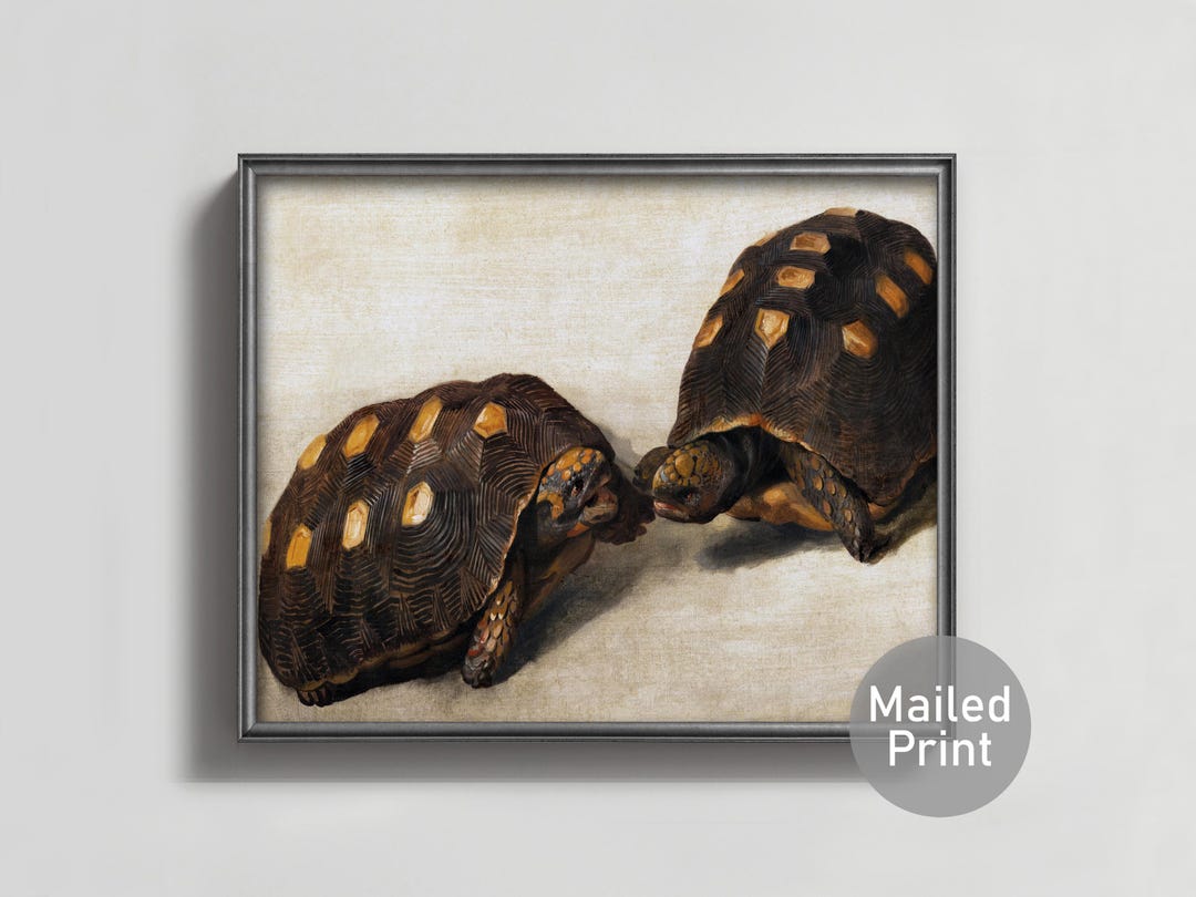 17th Century Dutch Tortoise Print - Antique Masculine Wall Art - Etsy
