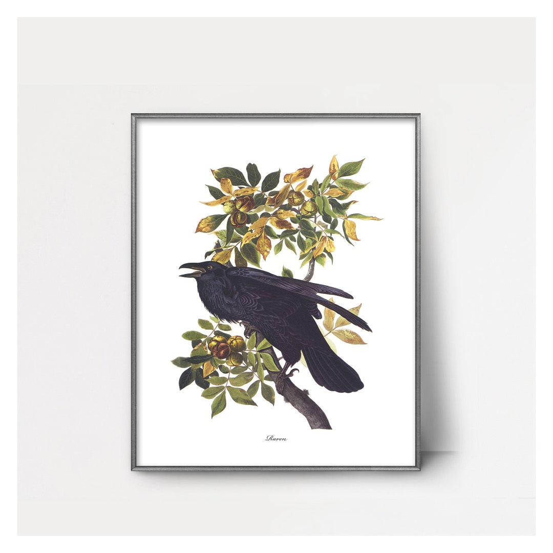 Raven 1850s Audubon Print Backyard Bird Print Raven - Etsy New Zealand