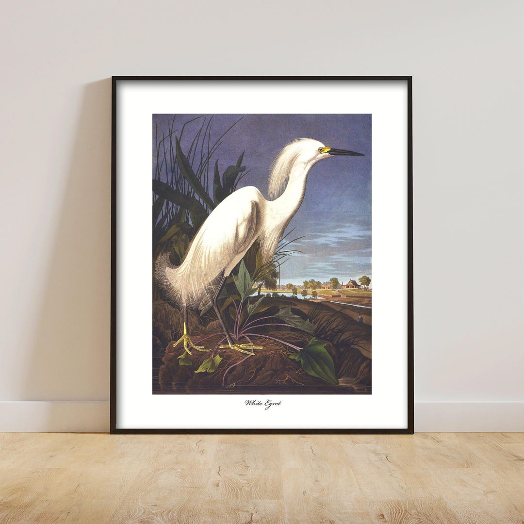 Moonlit White Egret, 8x10 Vintage Audubon Art Print - Beach Marsh Decor ...