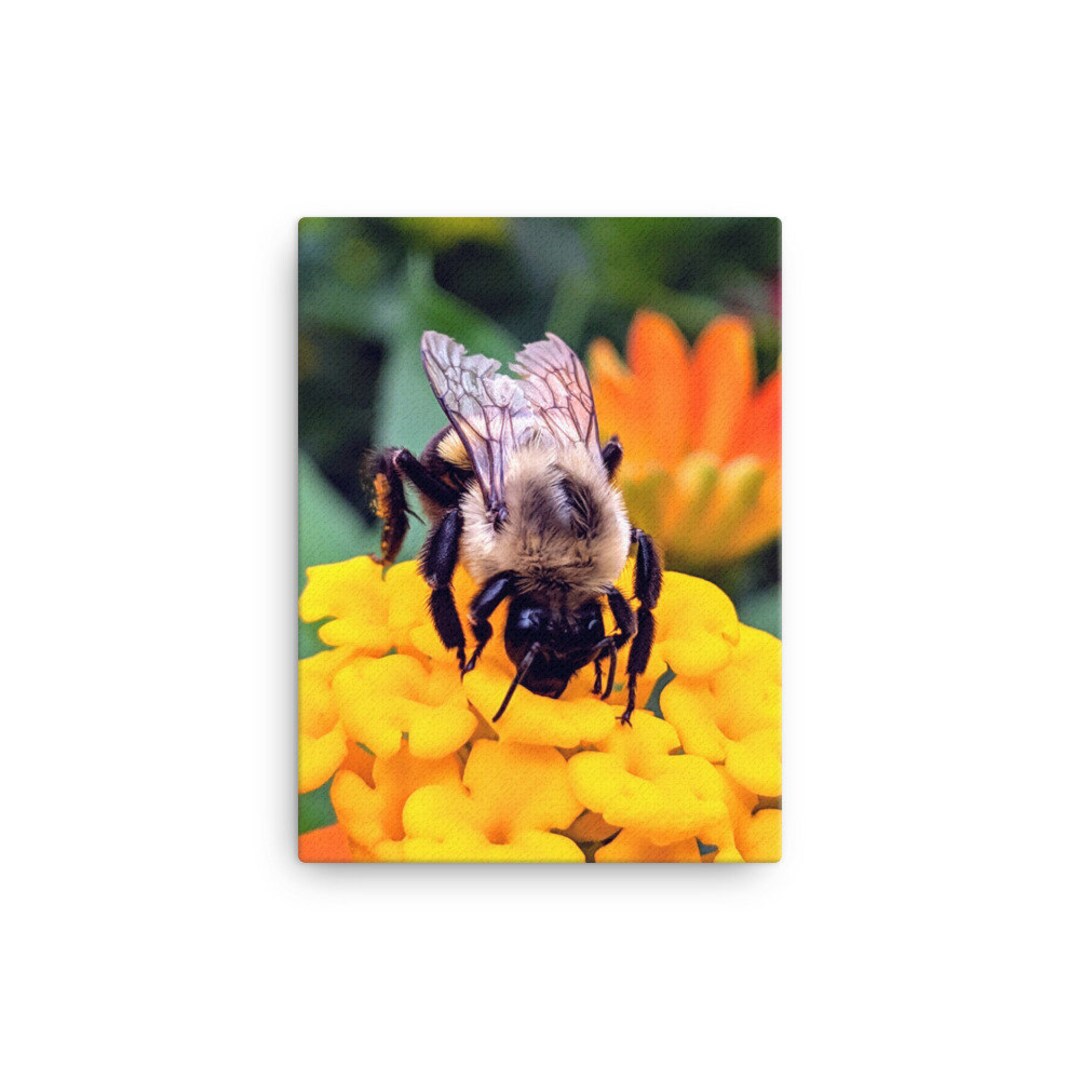 Bumblebee: Buzz With Purpose, Bumblebee on Yellow Flower, Canvas Wall ...