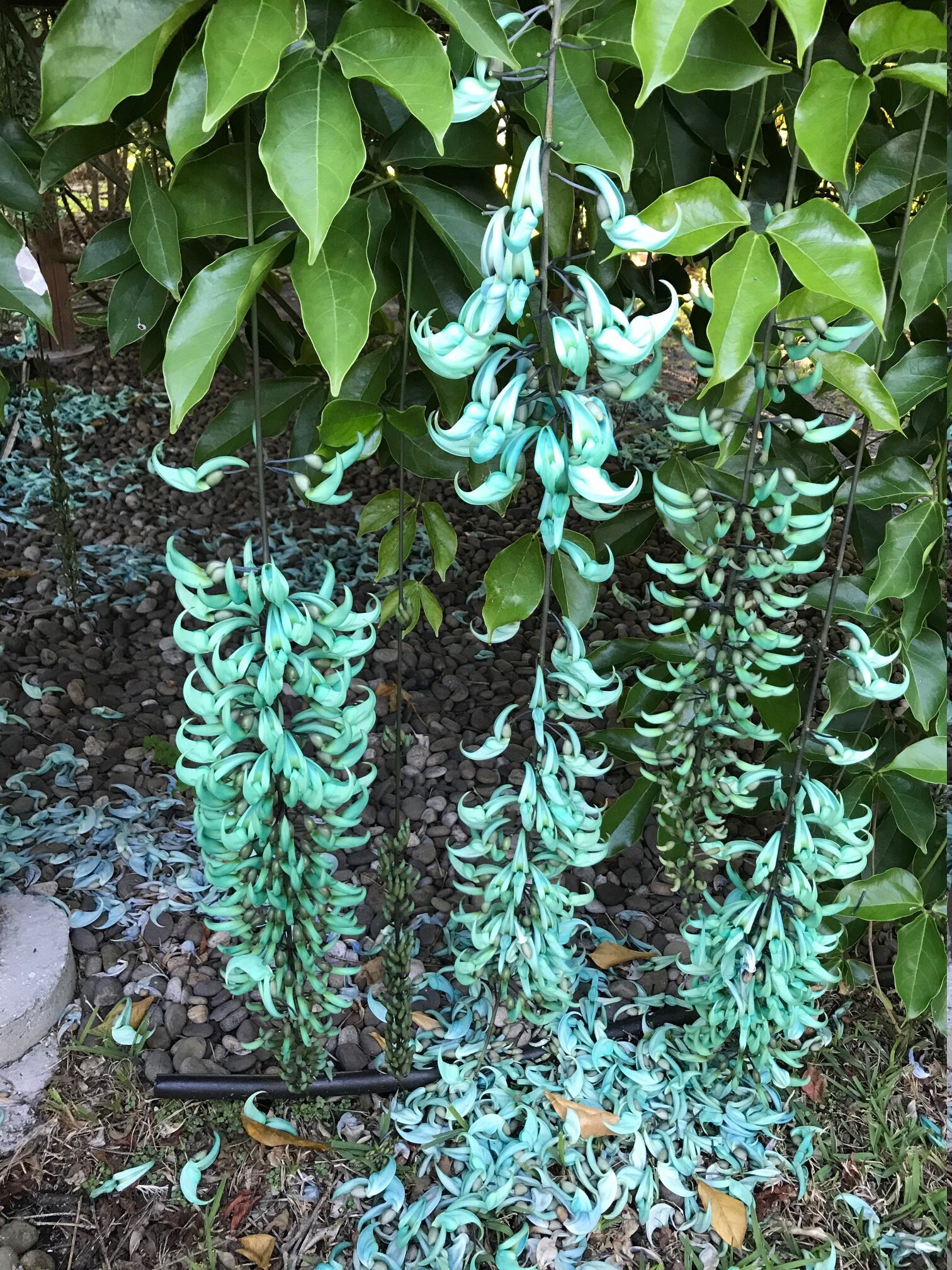 GREEN / BLUE Jade Vine Plant: (strongylodon Macrobotrys) FREE Shipping ...