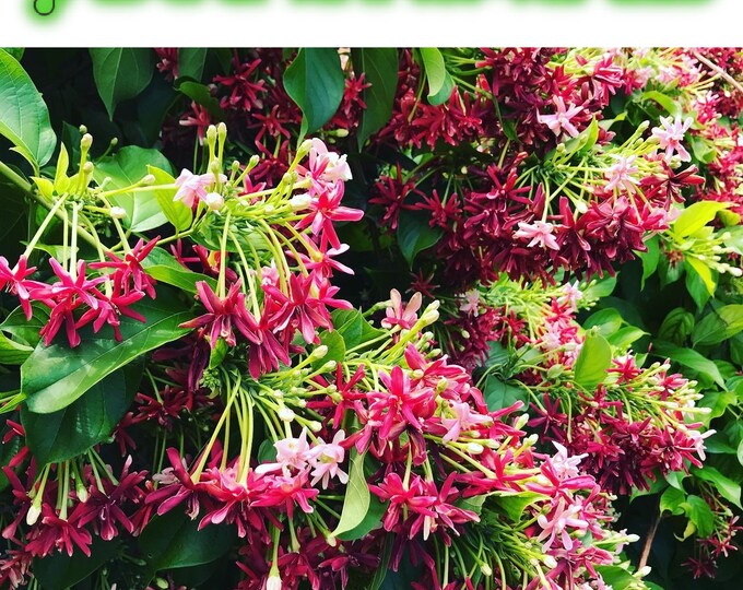 Rangoon Creeper RARE DOUBLE (quisqualis Indica) Drunken Sailor, Chinese ...