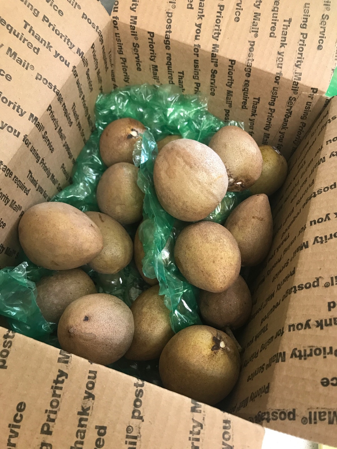 Alano Sapodilla Fruit (nispero, Chicle, Naseberry, Sapote, Chikoo) 5 ...