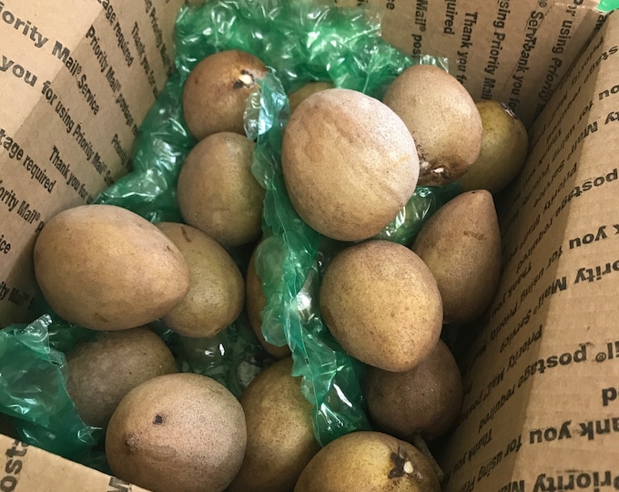 Alano Sapodilla Fruit (nispero, Chicle, Naseberry, Sapote, Chikoo) 5 ...