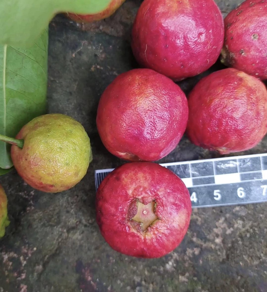 Psidium Longipetiolatum FREE SHIPPING (araçã-goiaba / Araçá Serrano ...