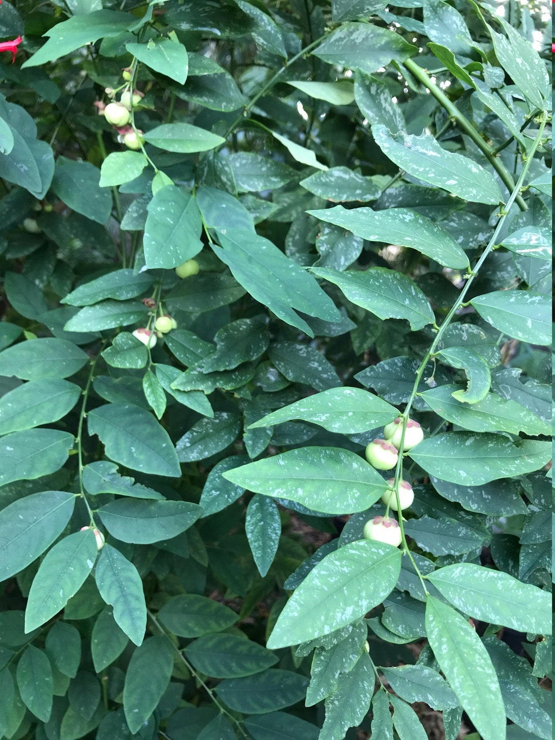100 Katuk Plant Cuttings (sauropus Androgynus) Sweet Leaf, Tropical ...