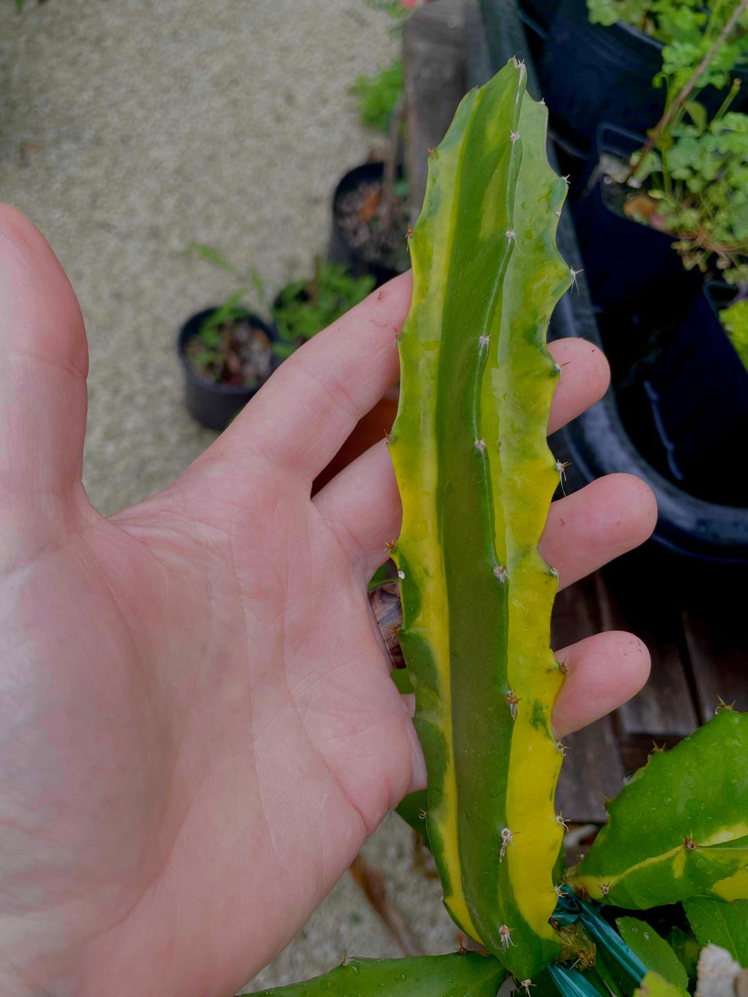 RARE Variegated Dragon Fruit Cutting (pitaya) FREE SHIPPING! - Etsy