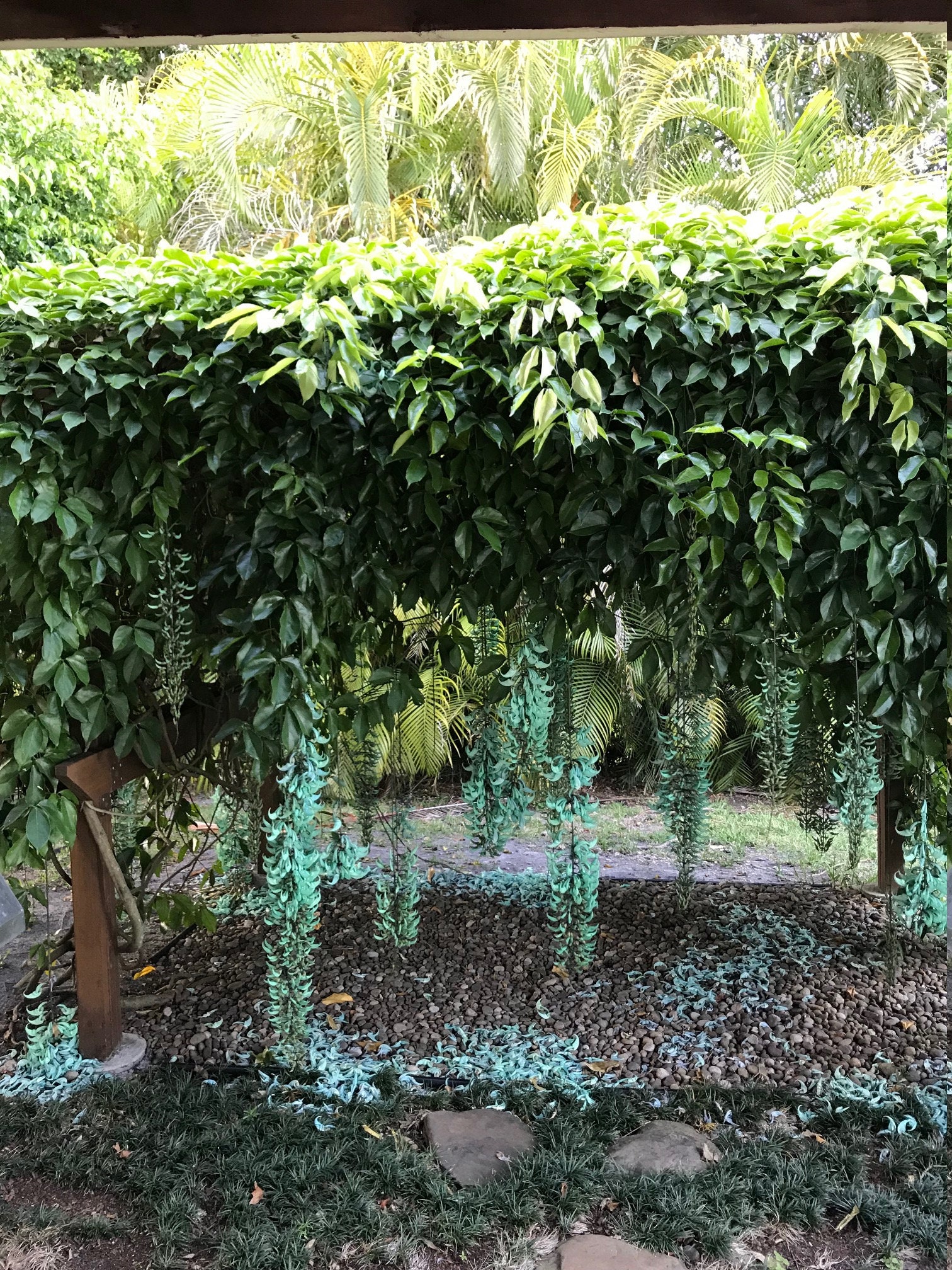 Green / Blue Jade Vine Plant: Strongylodon Macrobotrys FREE - Etsy