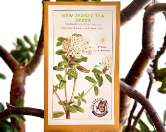 Ceanothus Americanus (new Jersey Tea) - Etsy
