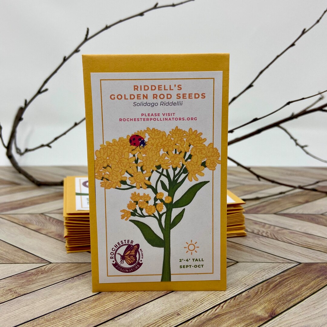 Riddell's Goldenrod Seeds: Michigan Native Pollinator Wildflower - Etsy