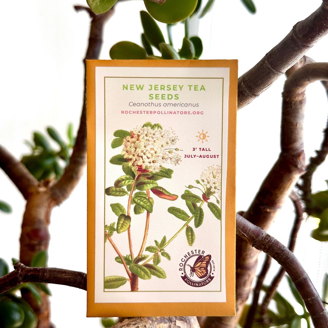 New Jersey Tea Seeds, Michigan Native Plant Seeds, Flower Packets ...