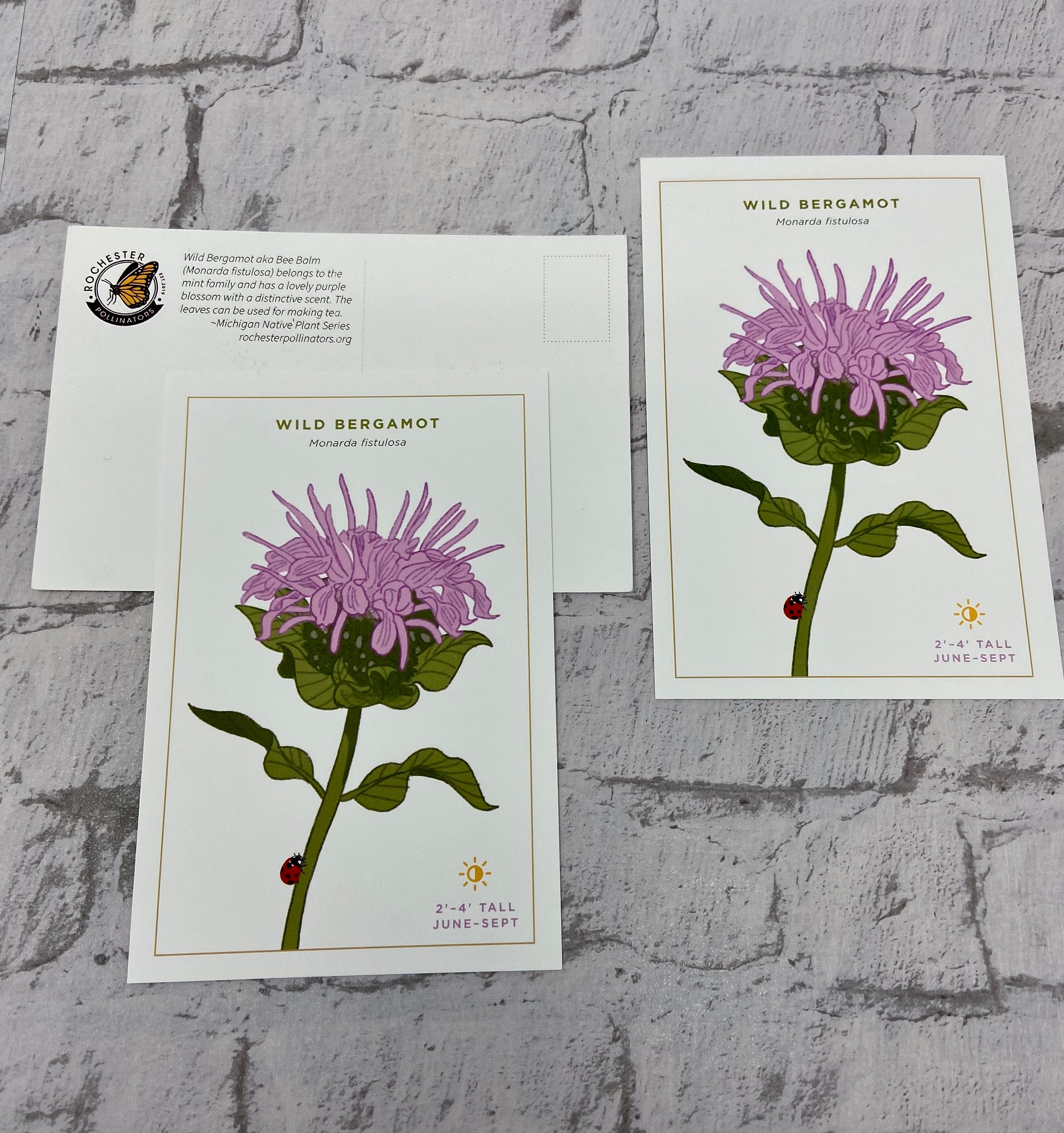 Wild Bergamot Drawing