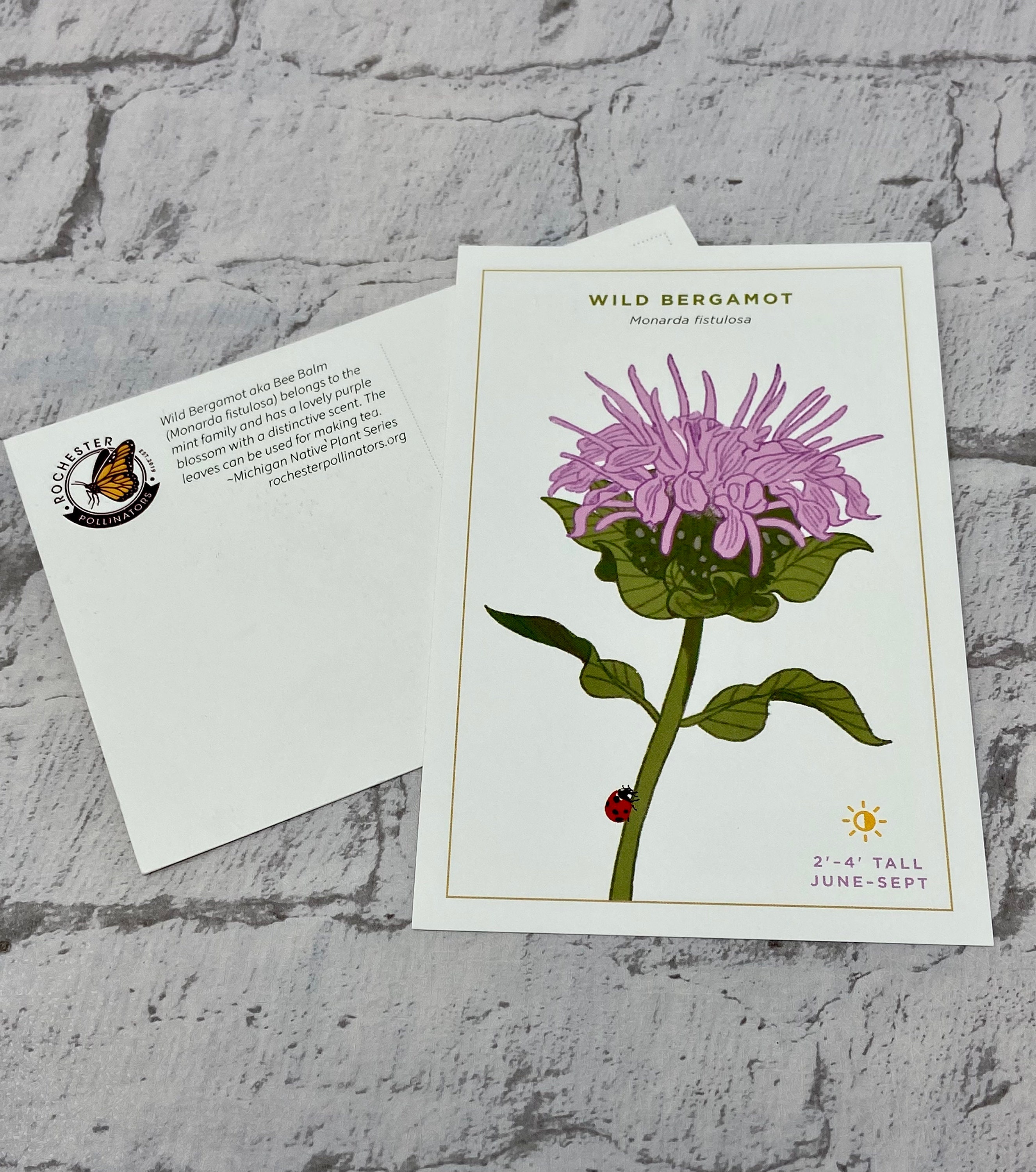 Wild Bergamot Drawing