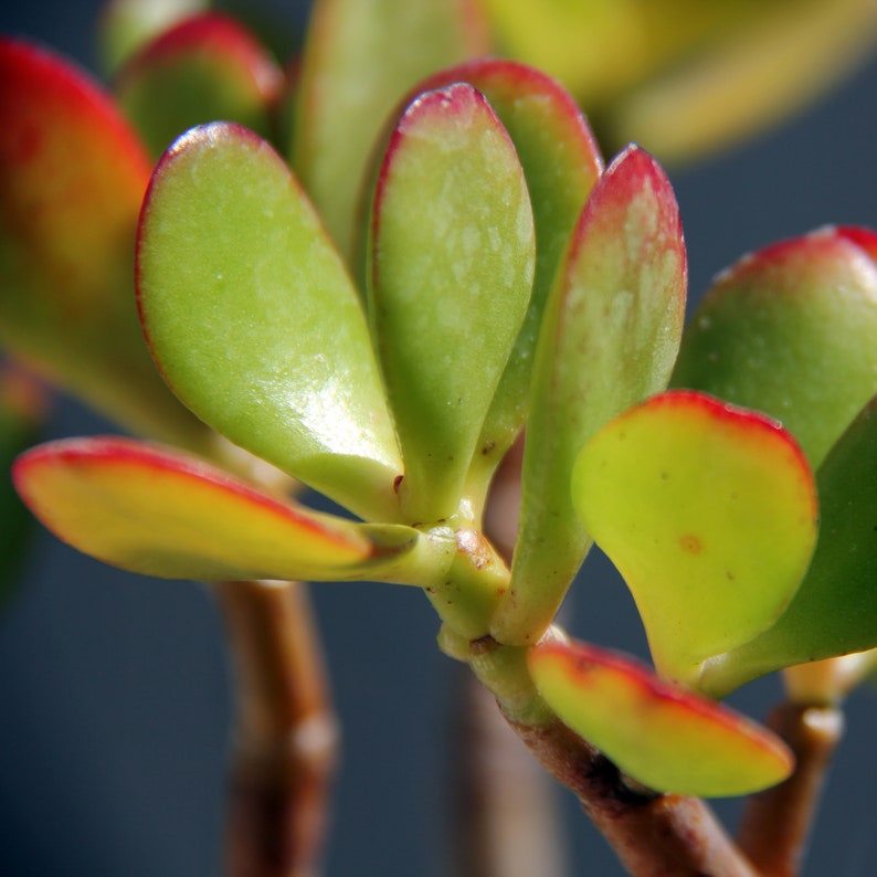 Crassula Ovata Hummel's Sunset Jade 12-18 Inches Tall - Etsy