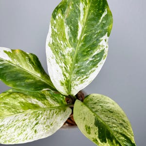 Anthurium Renaissance / Birds Nest / Hookeri Albo FREE Thermal ...