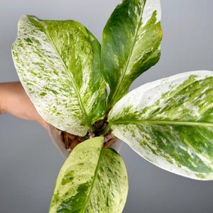 Anthurium Renaissance / Birds Nest / Hookeri Albo FREE Thermal ...