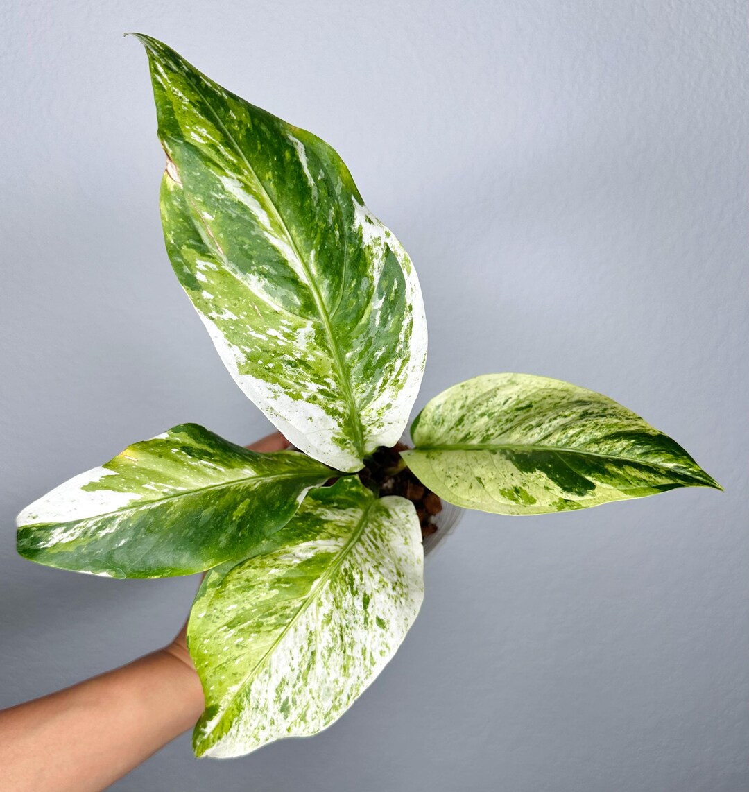 Anthurium Renaissance / Birds Nest / Hookeri Albo FREE Thermal ...