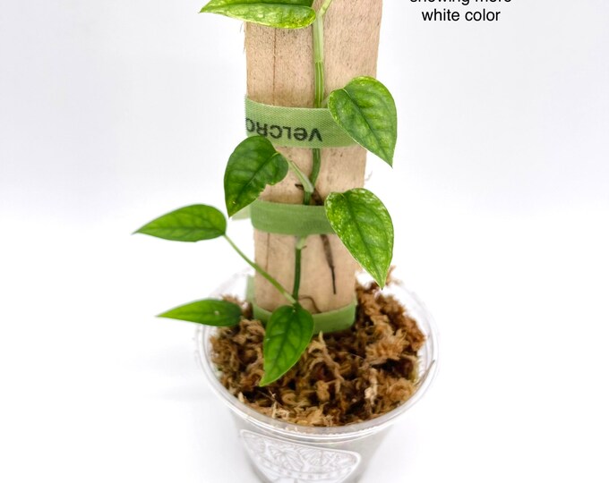 RARE Epipremnum Cebu Blue “ghost”variegated / “amihan” (17) *rooted* - Etsy