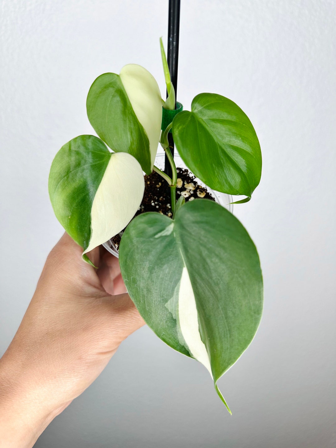 RARE Philodendron Heartleaf Albo Variegated includes Next Day - Etsy
