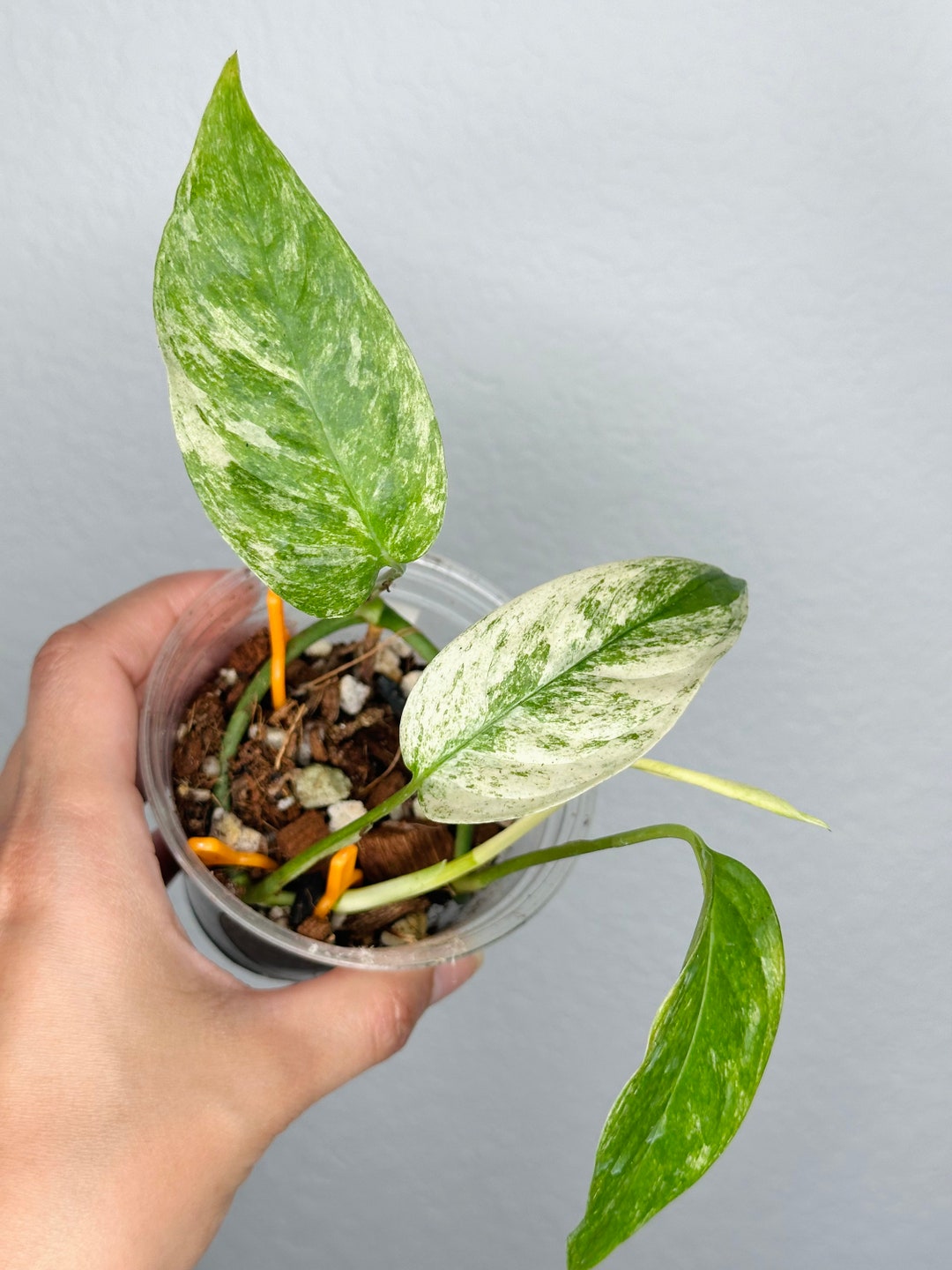 Epipremnum Mint philippine Cultivar FREE Thermal Insulation - Etsy