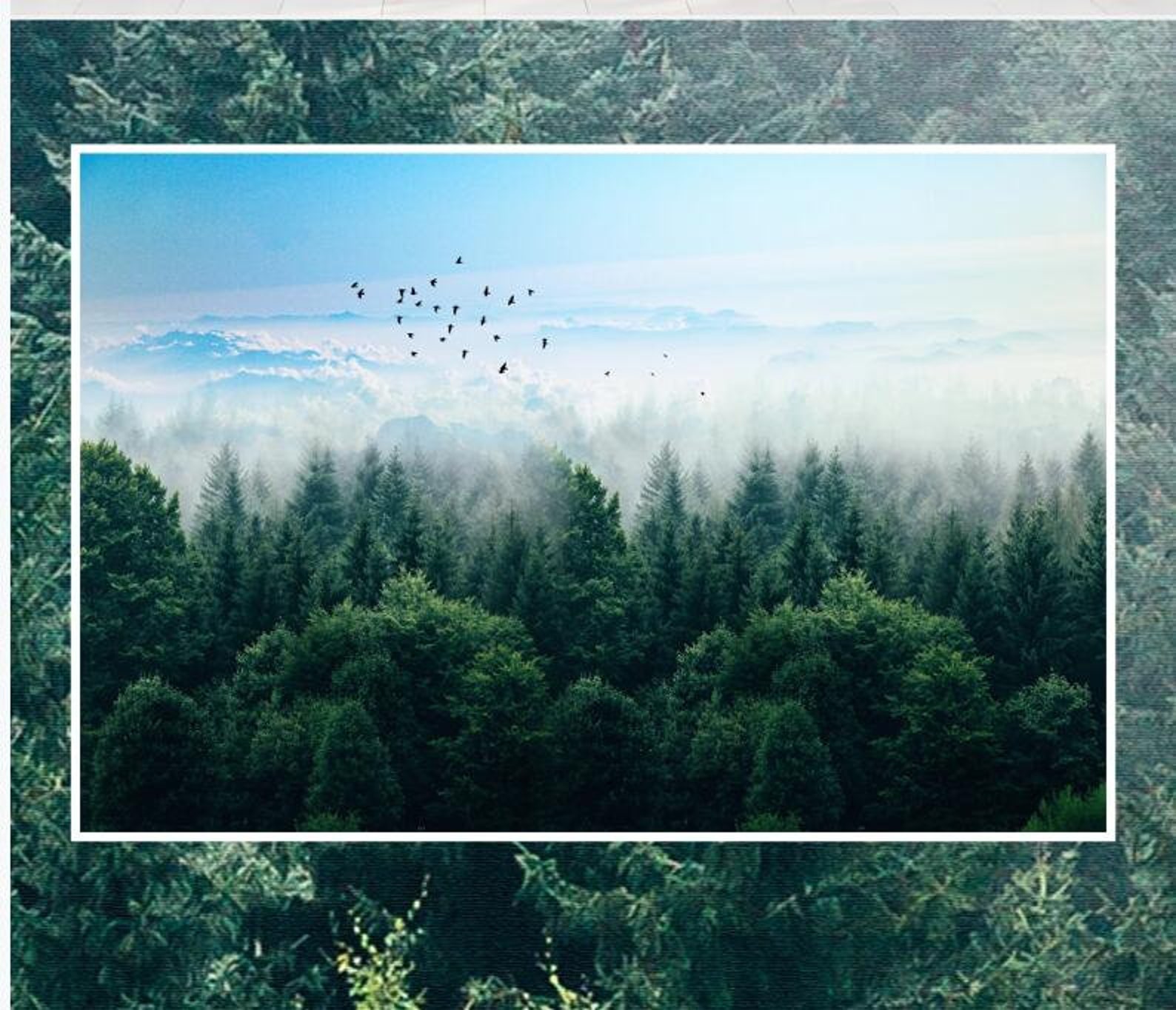 Misty Forest Scene mural Mountain Forests Mural Forest Haze | Etsy