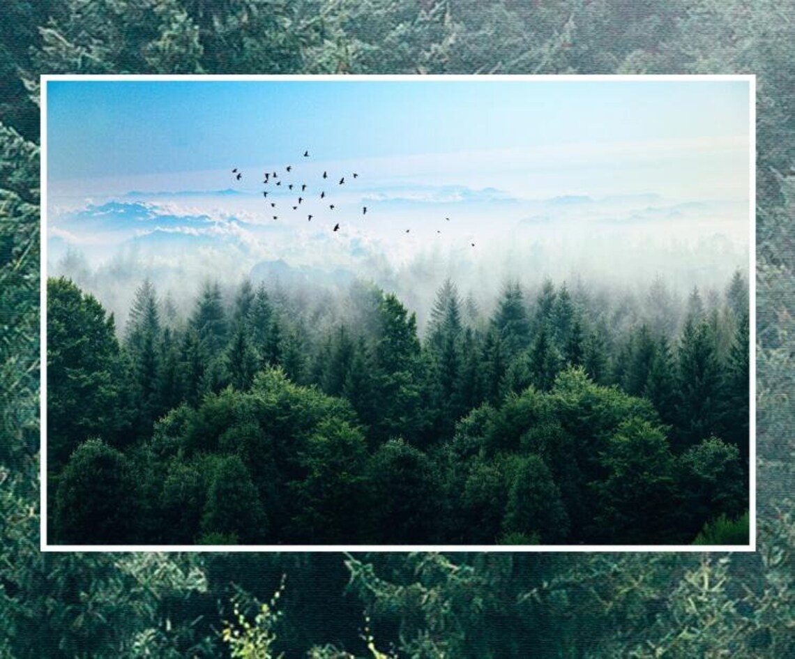 Foggy Trees Forest Mural Wallpaper Mist Pine Trees Forest and - Etsy