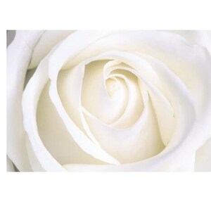Modern Simple White Rose Photo Murals Wallpaper 3D Bedroom Wedding ...