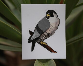 Peregrine Falcon Sticker - Etsy