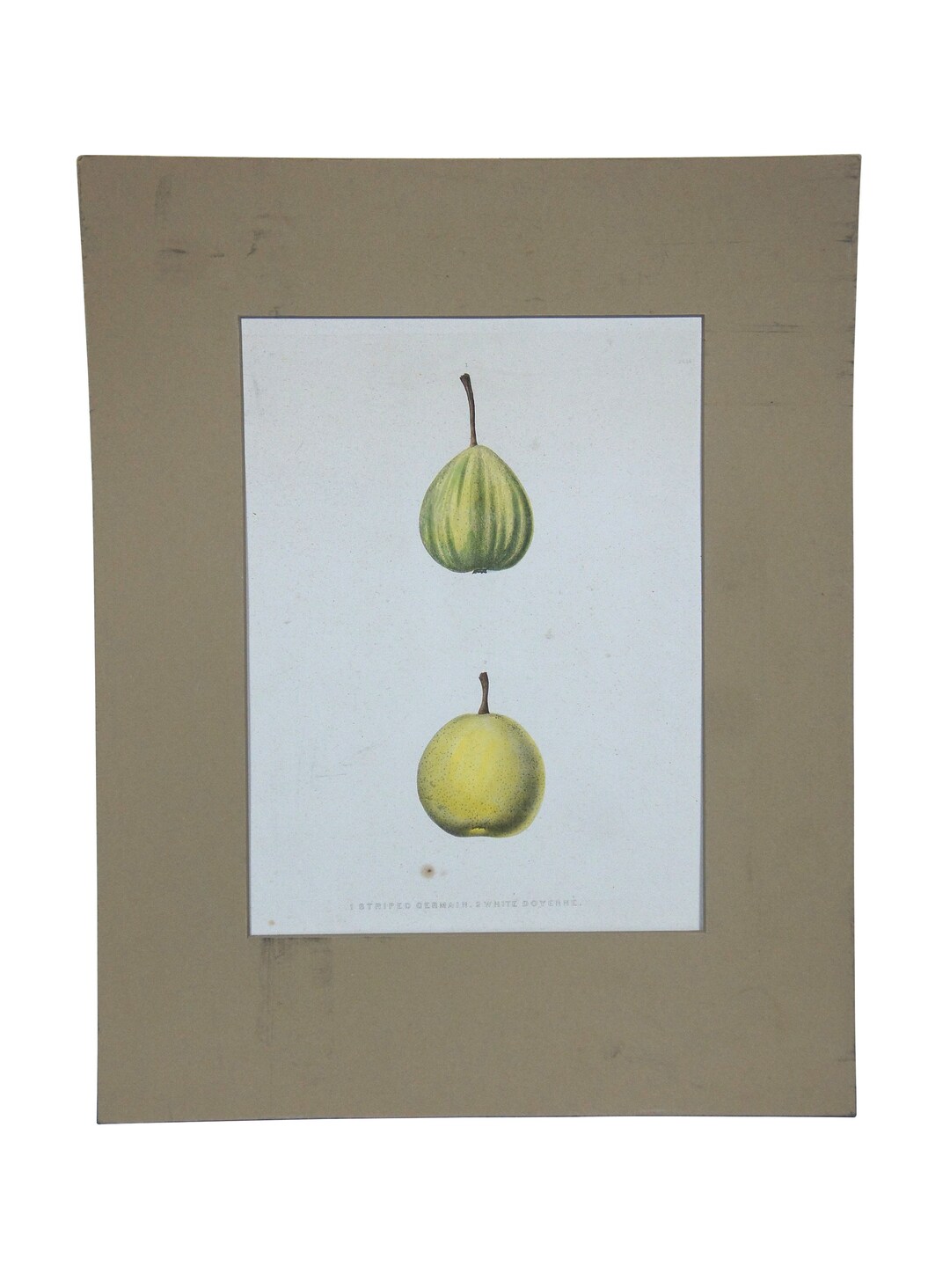 Antique Victorian 1851 Joseph Prestele JI & RH Pease Pears Fruit ...