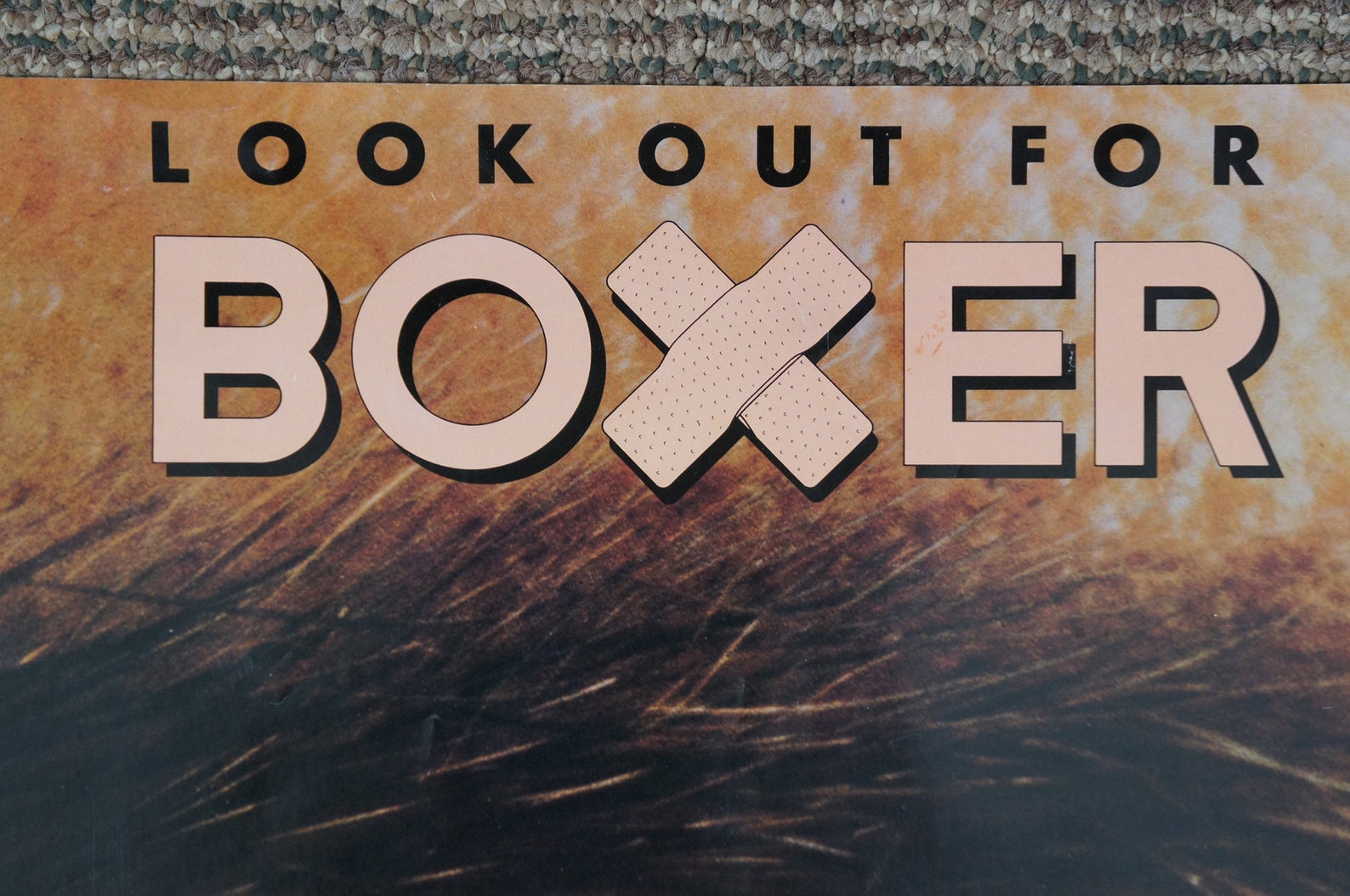 Original 1977 Boxer Absolutely New Album Rock Promo Poster | Etsy