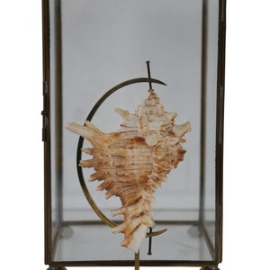 Vintage Spiked Conch Shell Brass Stand Glass Showcase Curio Casket ...