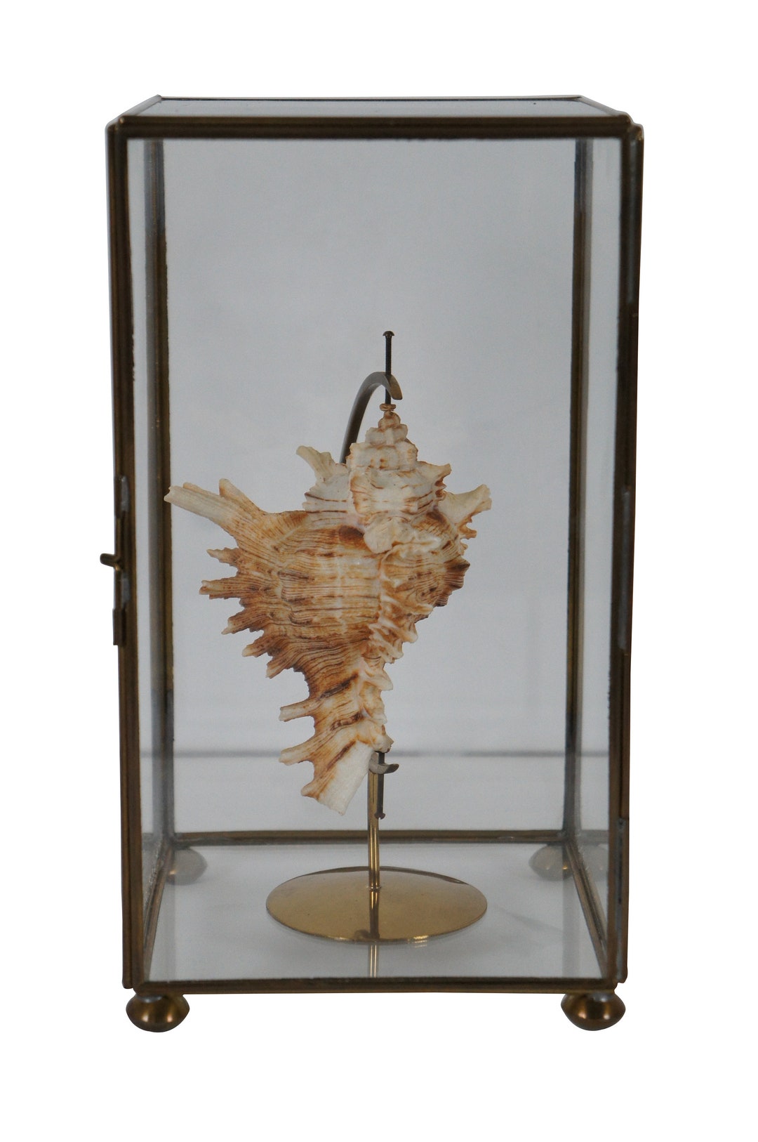 Vintage Spiked Conch Shell Brass Stand Glass Showcase Curio Casket ...