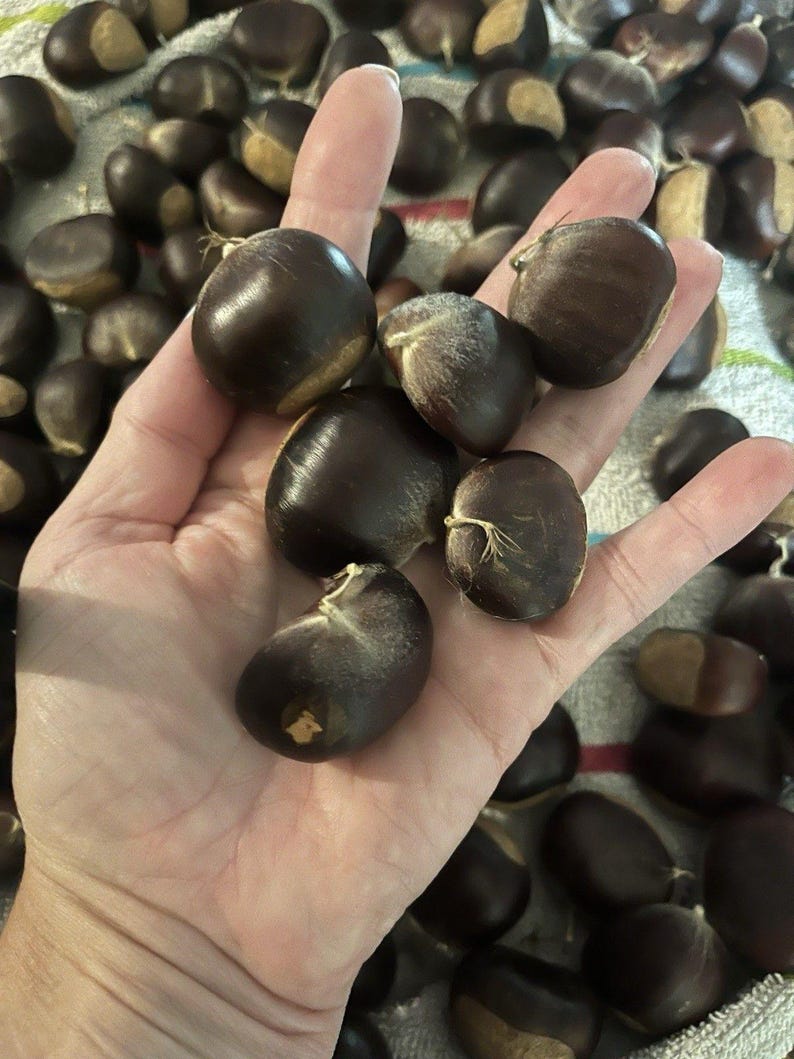 3 Pounds Chinese Chestnuts Georgia Grown Hand Picked Daily to Plant Eat ...
