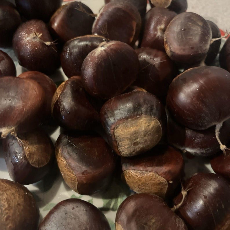 3 Pounds Chinese Chestnuts Georgia Grown Hand Picked Daily to Plant Eat ...