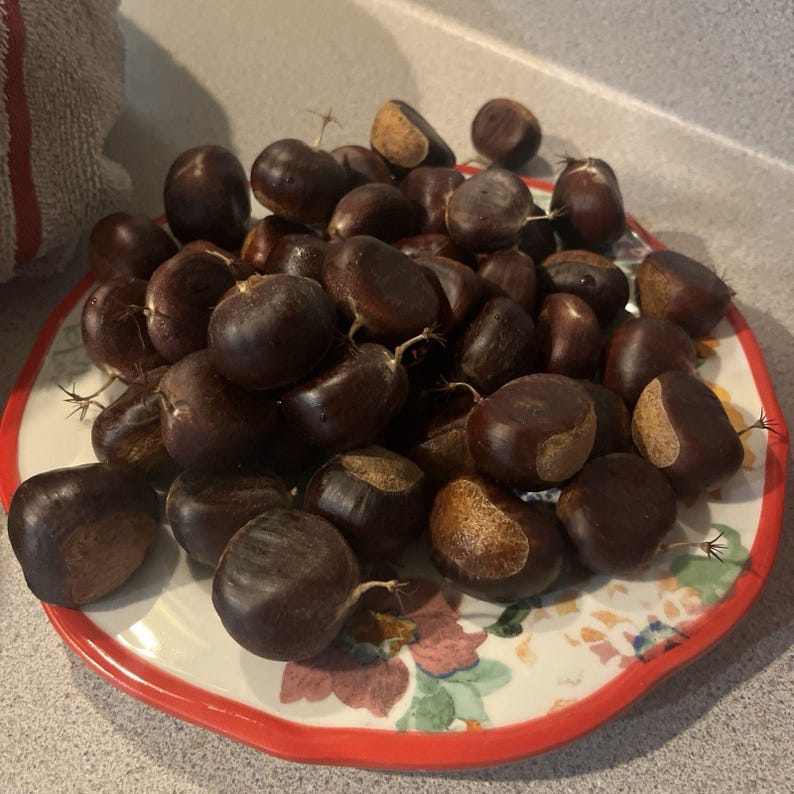 3 Pounds Chinese Chestnuts Georgia Grown Hand Picked Daily to Plant Eat ...