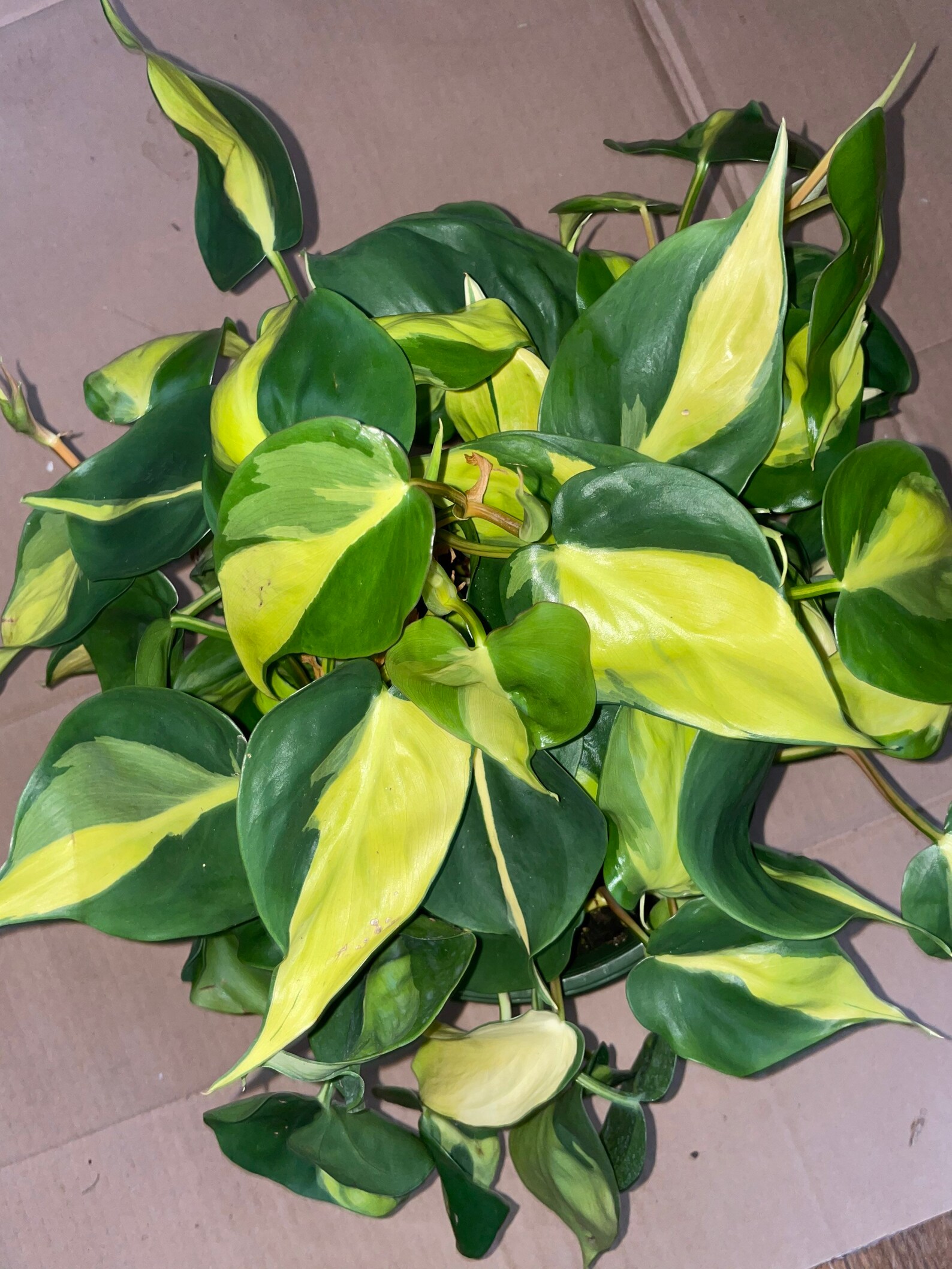 Philodendron Brazil Philodendron Hederaceum Heartleaf | Etsy