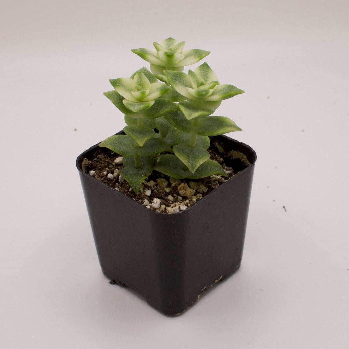 Crassula Variegated String of Buttons - Etsy