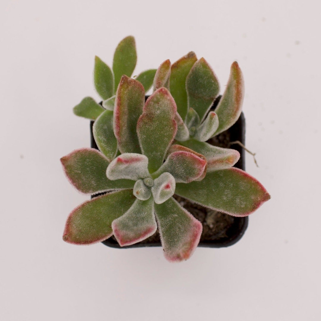 Echeveria Ruby Slippers - Etsy