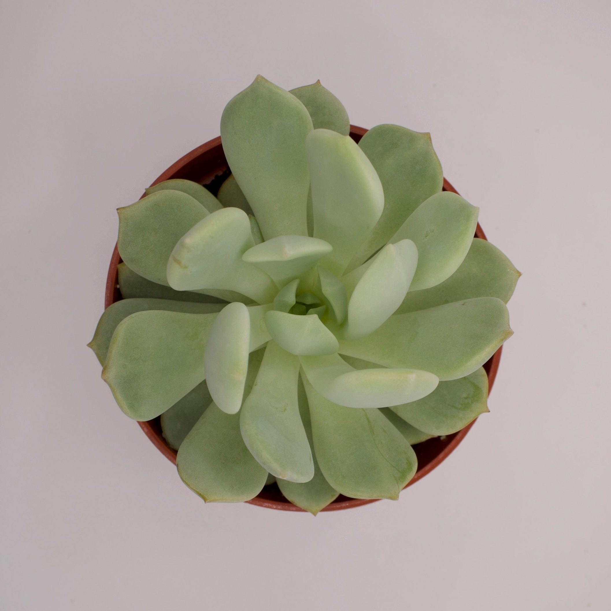 Graptoveria Moonglow - Etsy