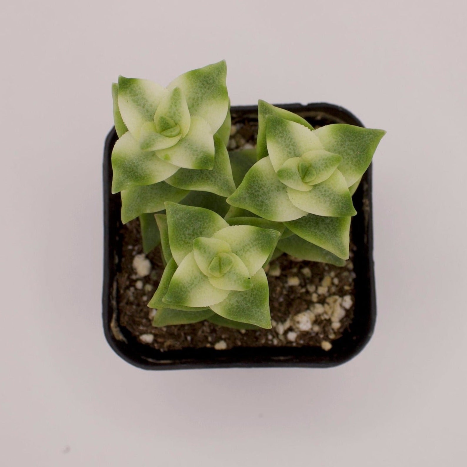 Crassula Variegated String of Buttons - Etsy